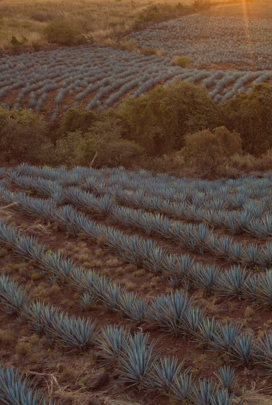 La Pulga Tequila Double Barrel Reposado - Pre-Order – La Pulga Spirits